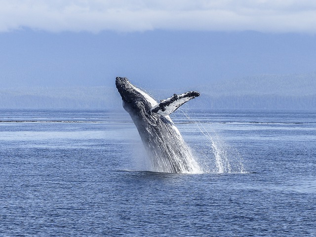 ザトウクジラの生態を解説！大きさや寿命は？餌や天敵は？ | 生き物情報ナビ